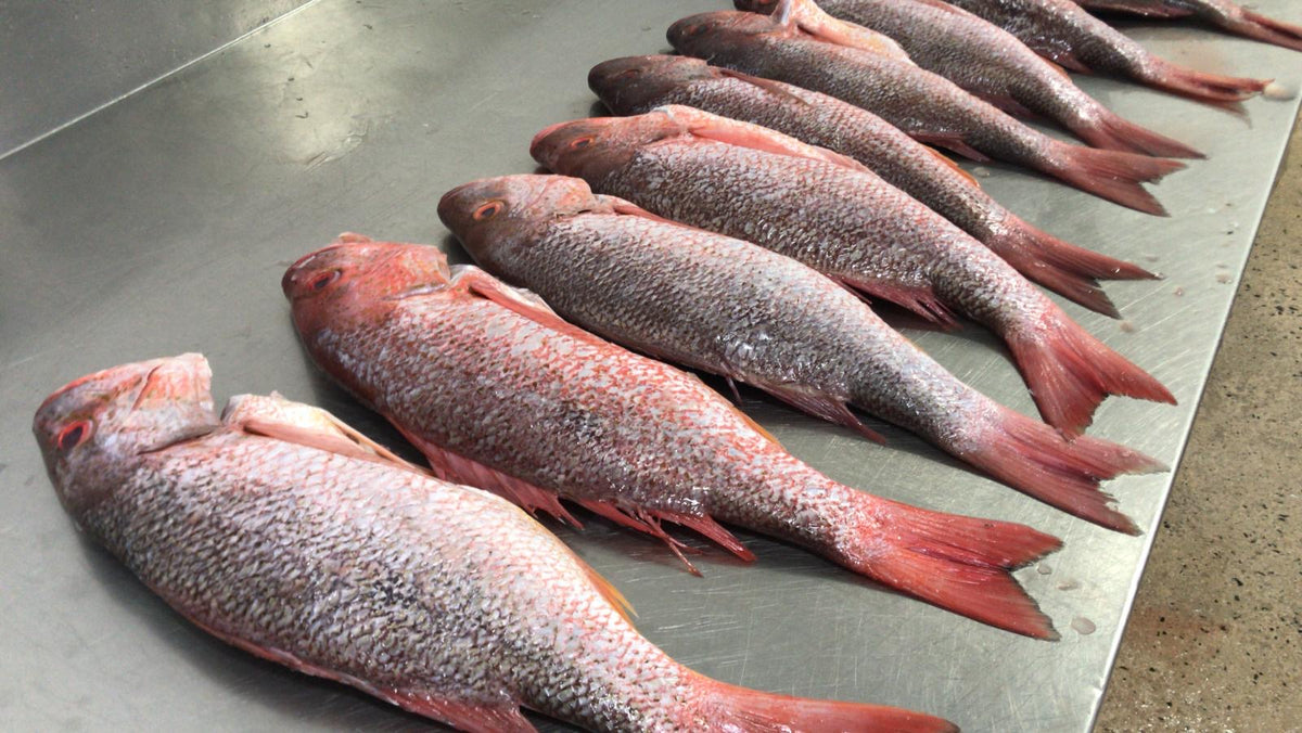 Fresh Red Snapper - Chillo Entero Cost Per Pound – Prime Market