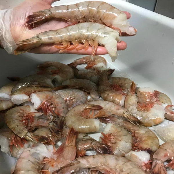 U10 Colosal Wild Caught Shrimp x10 – Prime Market